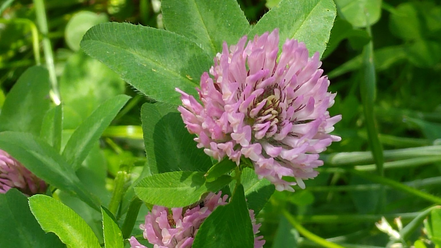 Pflanze des Monats Juni 2020 Rot-Klee – Naturwerkstatt-Artemisia