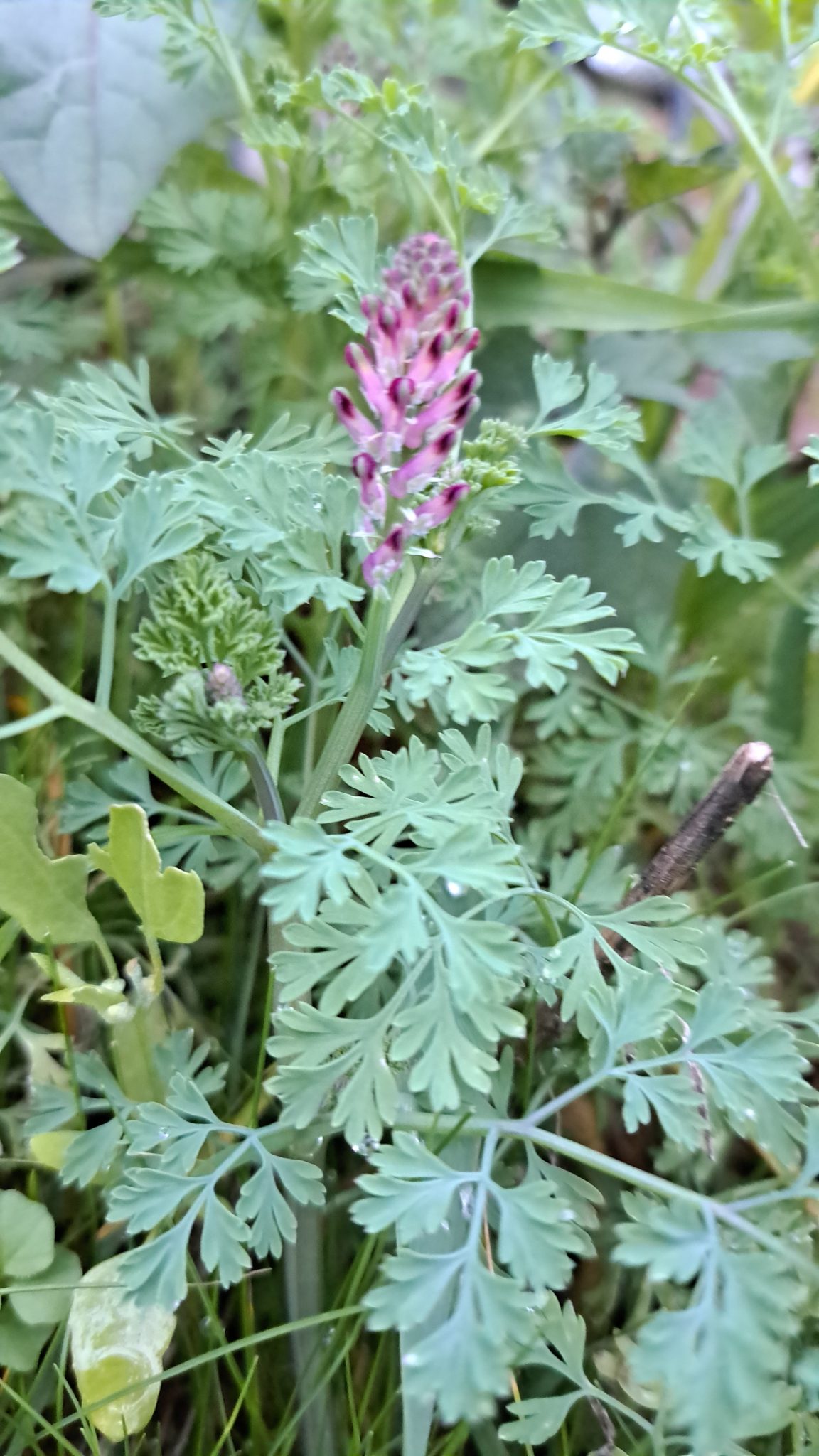 Pflanze des Monats Dezember 2022 Gemeiner Erdrauch – Fumaria ...