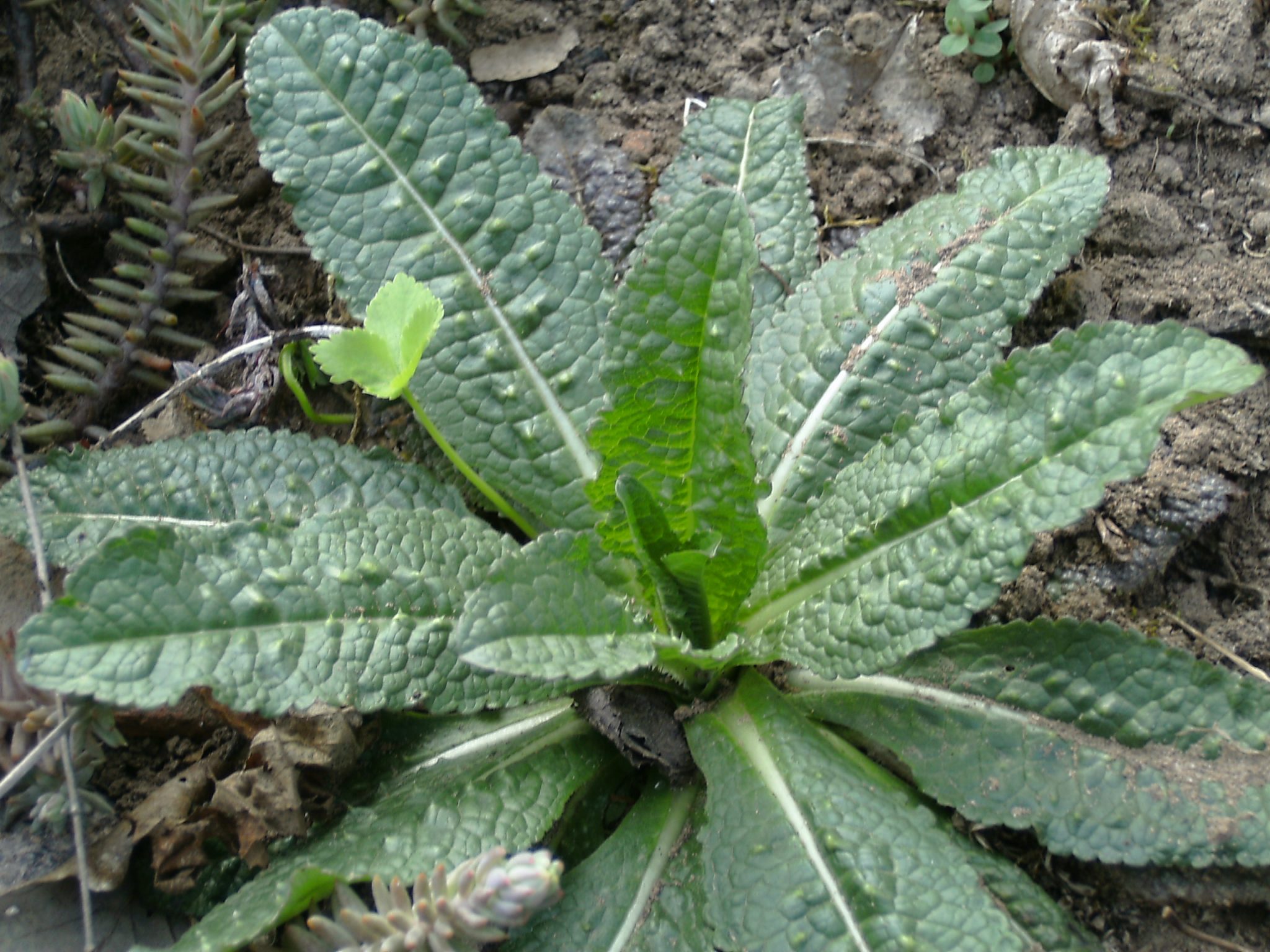 Pflanze des Monats November 2022 Wilde Karde – Naturwerkstatt-Artemisia