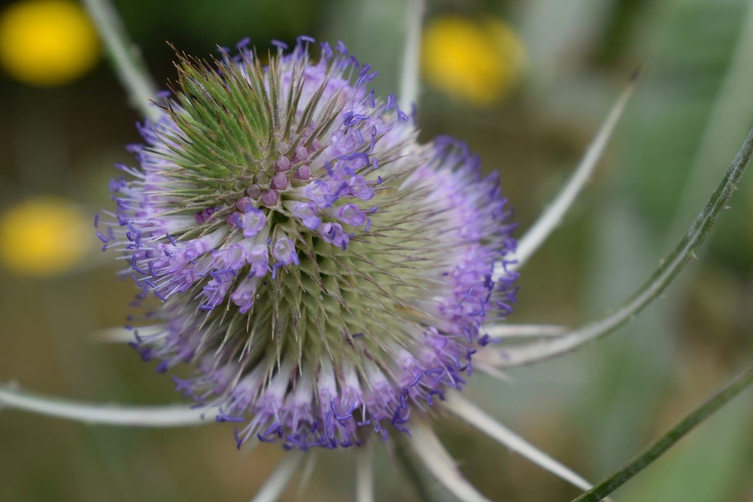 Pflanze des Monats November 2022 Wilde Karde – Naturwerkstatt-Artemisia