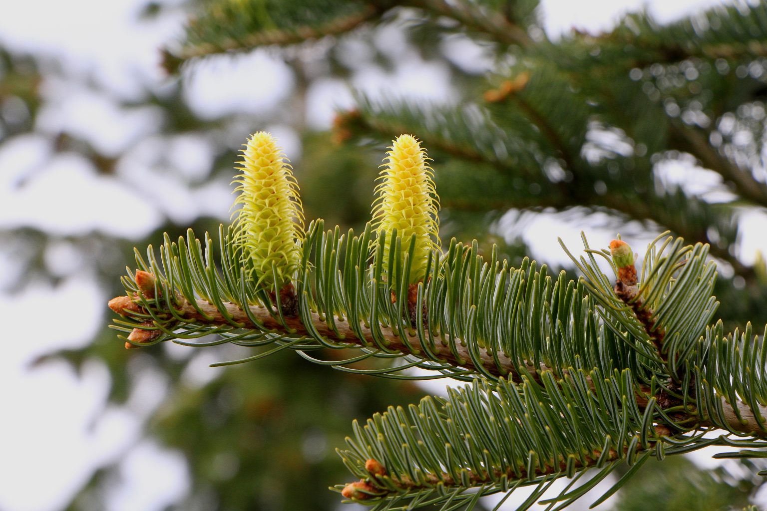 Pflanze des Monats Januar 2023 Weiß -Tanne – Abies Alba ...